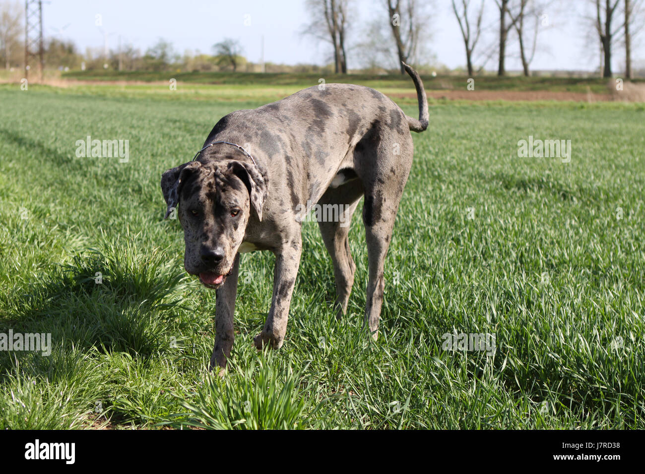 animal pet dog faithful spotted mastiff spot blot animal pet mammal ...