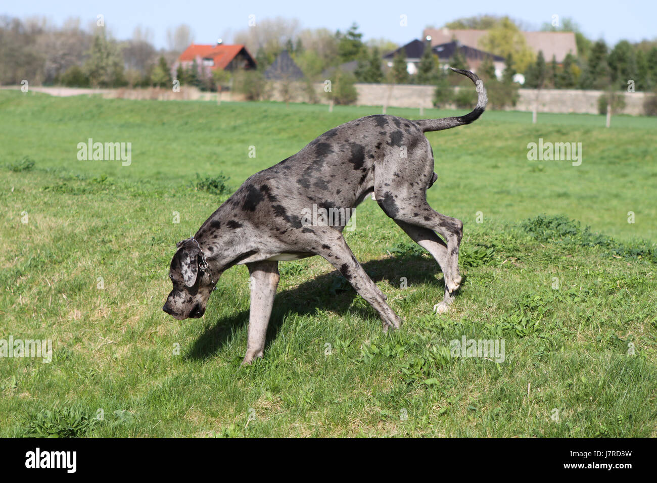 Spot the dog hi-res stock photography and images - Alamy