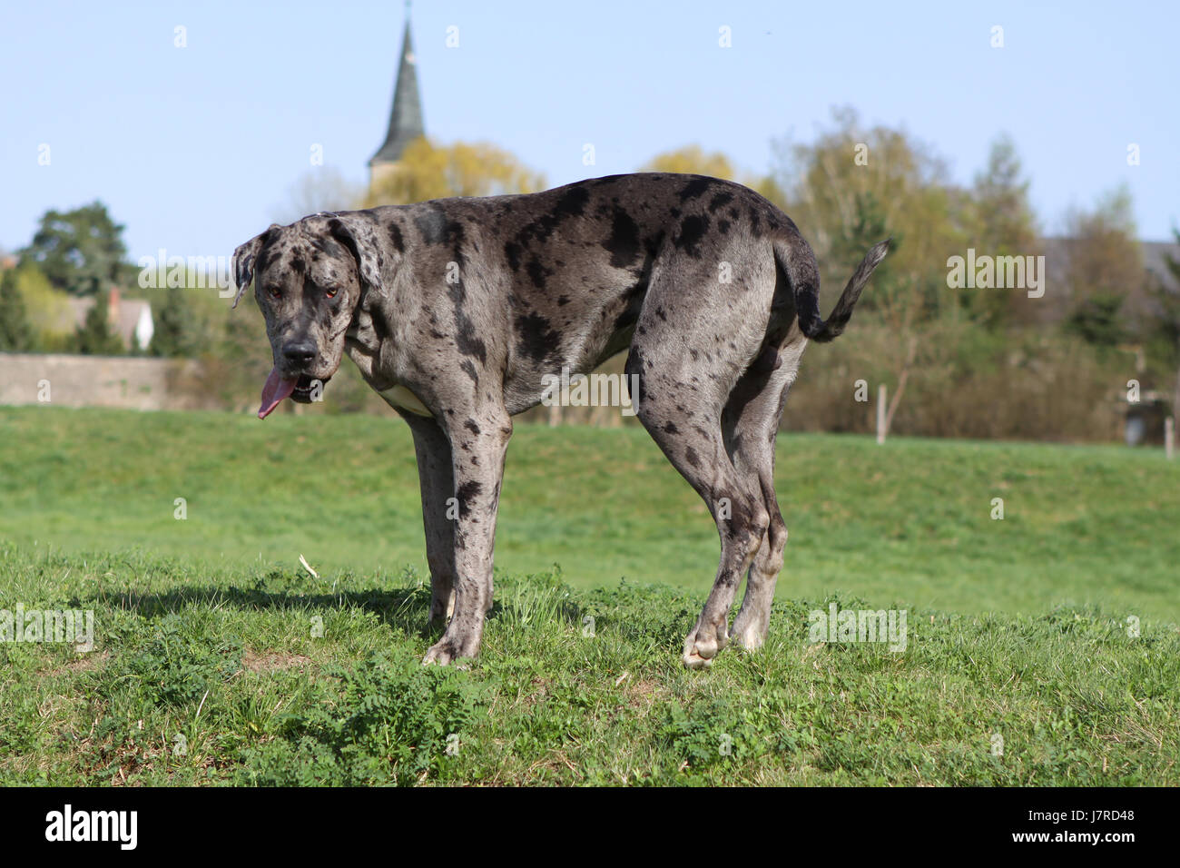animal pet dog faithful spotted mastiff spot blot animal pet mammal ...