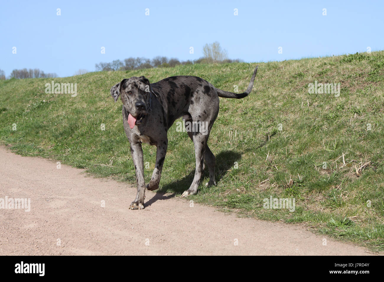 animal pet dog faithful spotted mastiff spot blot animal pet mammal ...