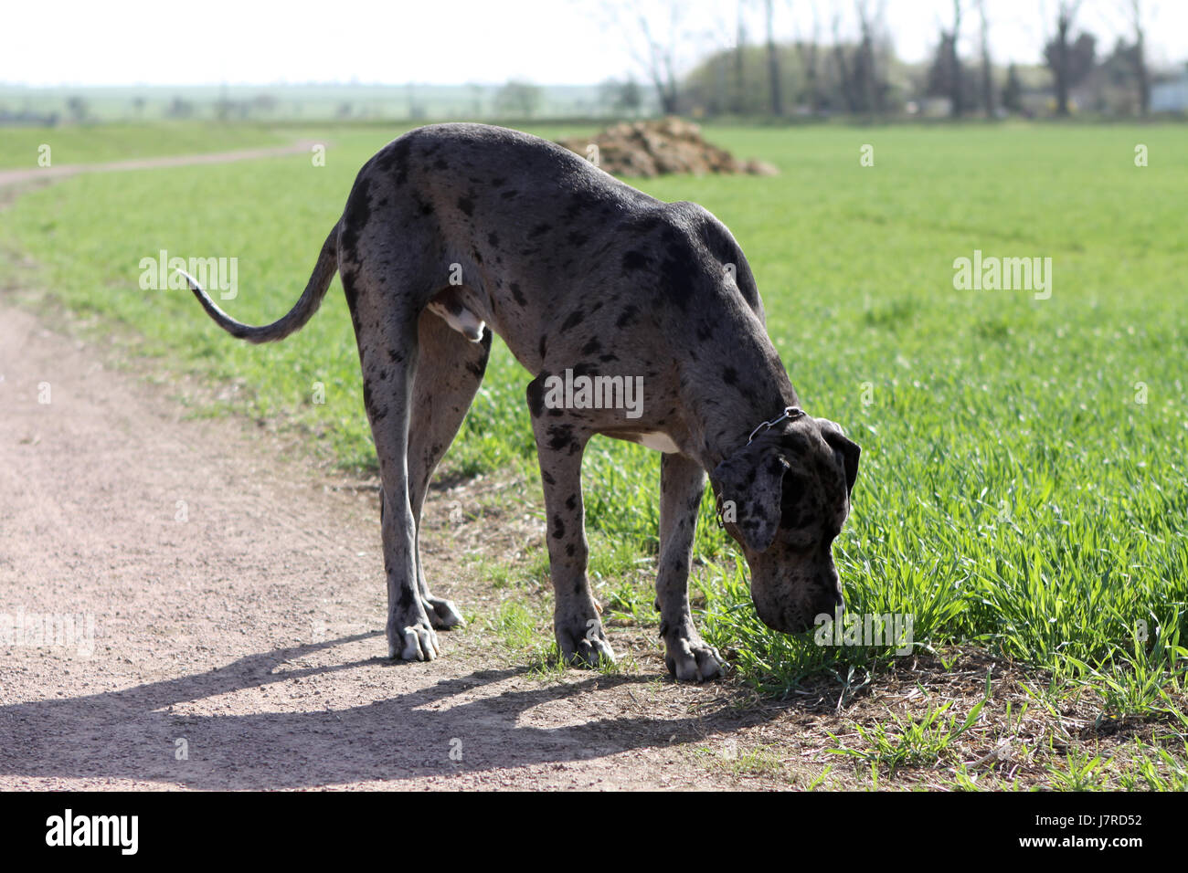 animal pet dog faithful spotted mastiff spot blot animal pet mammal ...