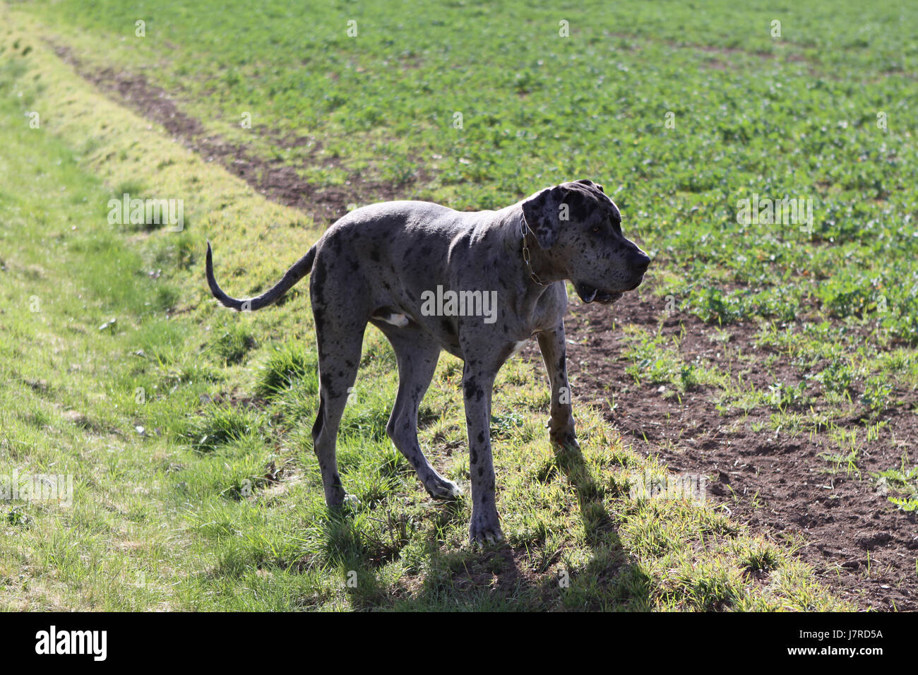 animal pet dog faithful spotted mastiff spot blot animal pet mammal ...