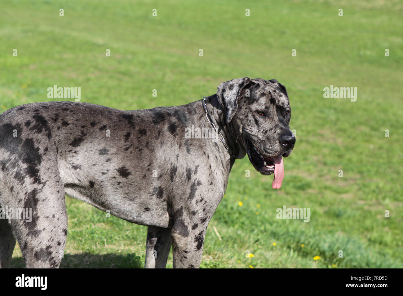 Fcigruppe hi-res stock photography and images - Alamy