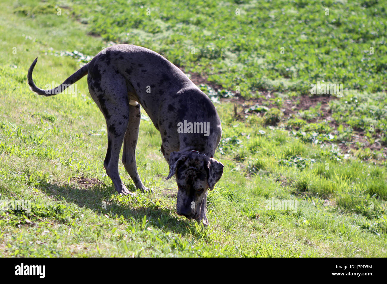 animal pet dog faithful spotted mastiff spot blot animal pet mammal ...