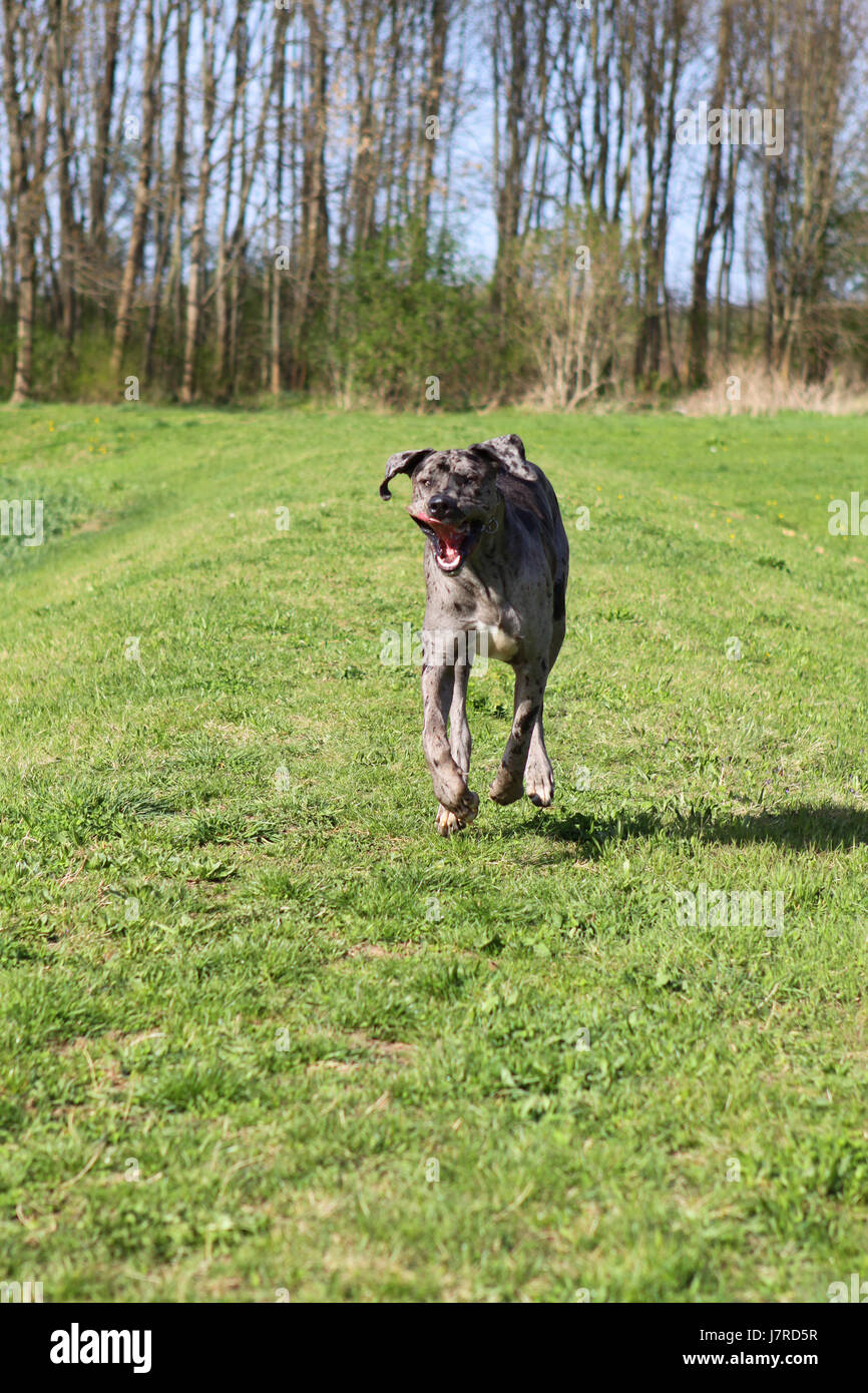 animal pet dog faithful spotted mastiff spot blot animal pet mammal ...