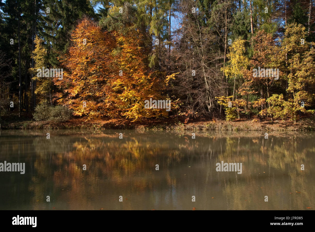 Leaf tree steigerwald hi-res stock photography and images - Alamy
