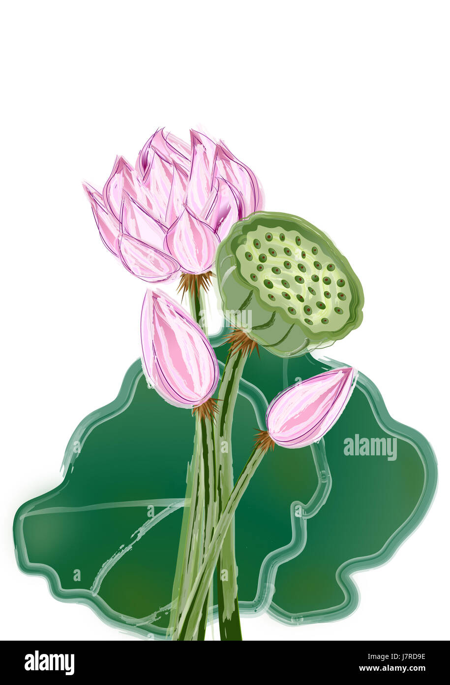 flower plant flora lily illustration lotus stalk stem seed nature ...
