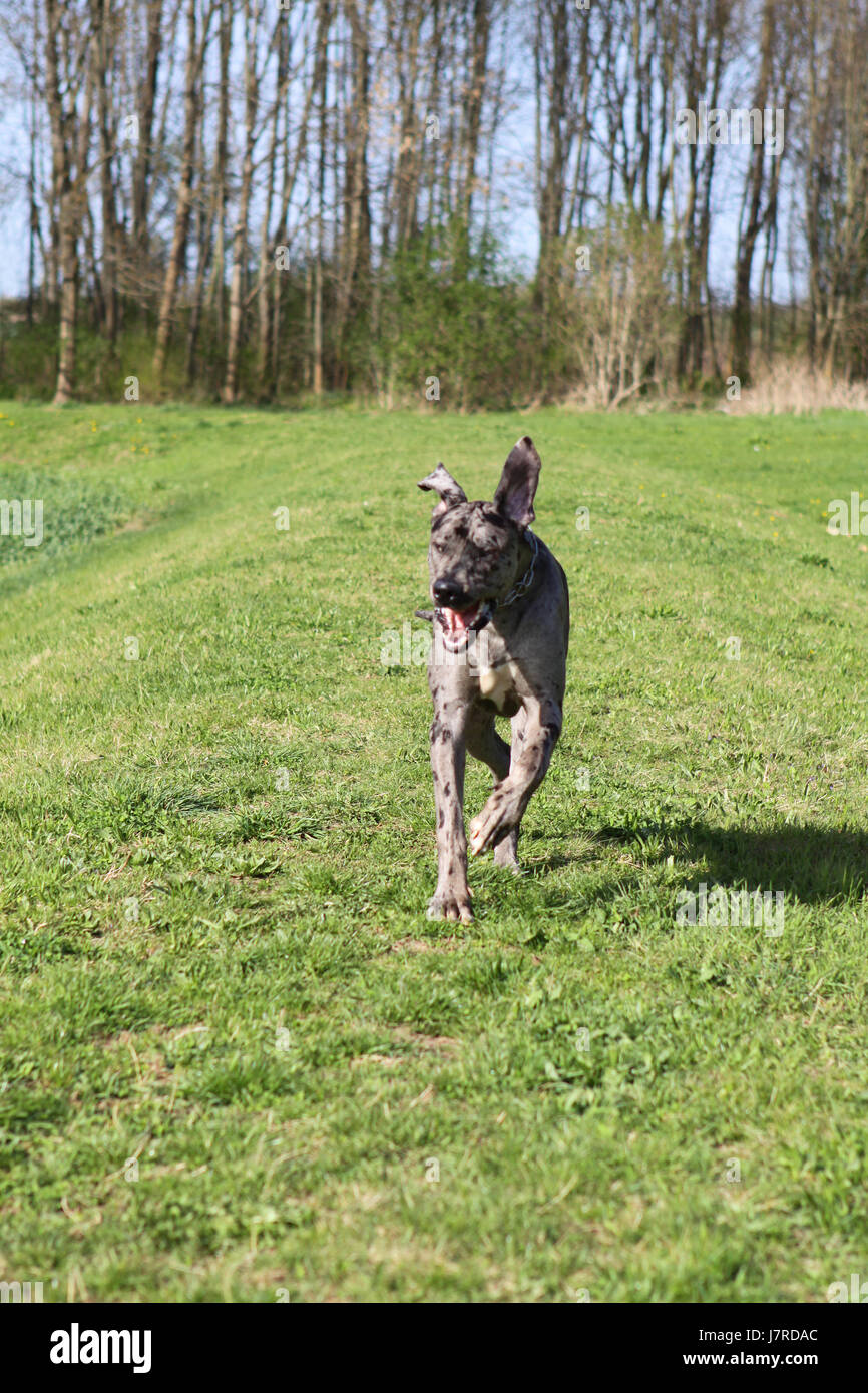 animal pet dog faithful spotted mastiff spot blot animal pet mammal ...