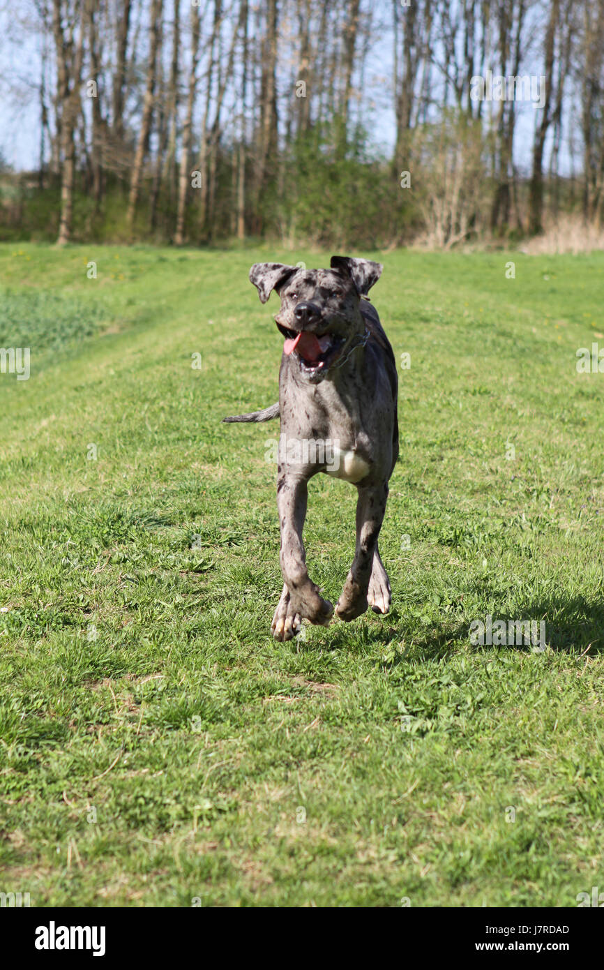 Dogge kind hi-res stock photography and images - Alamy