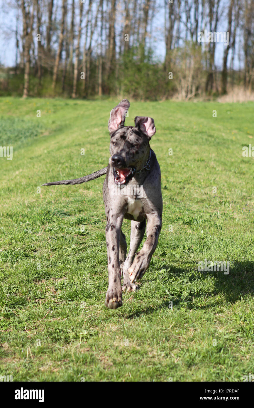 Dogge kind hi-res stock photography and images - Alamy