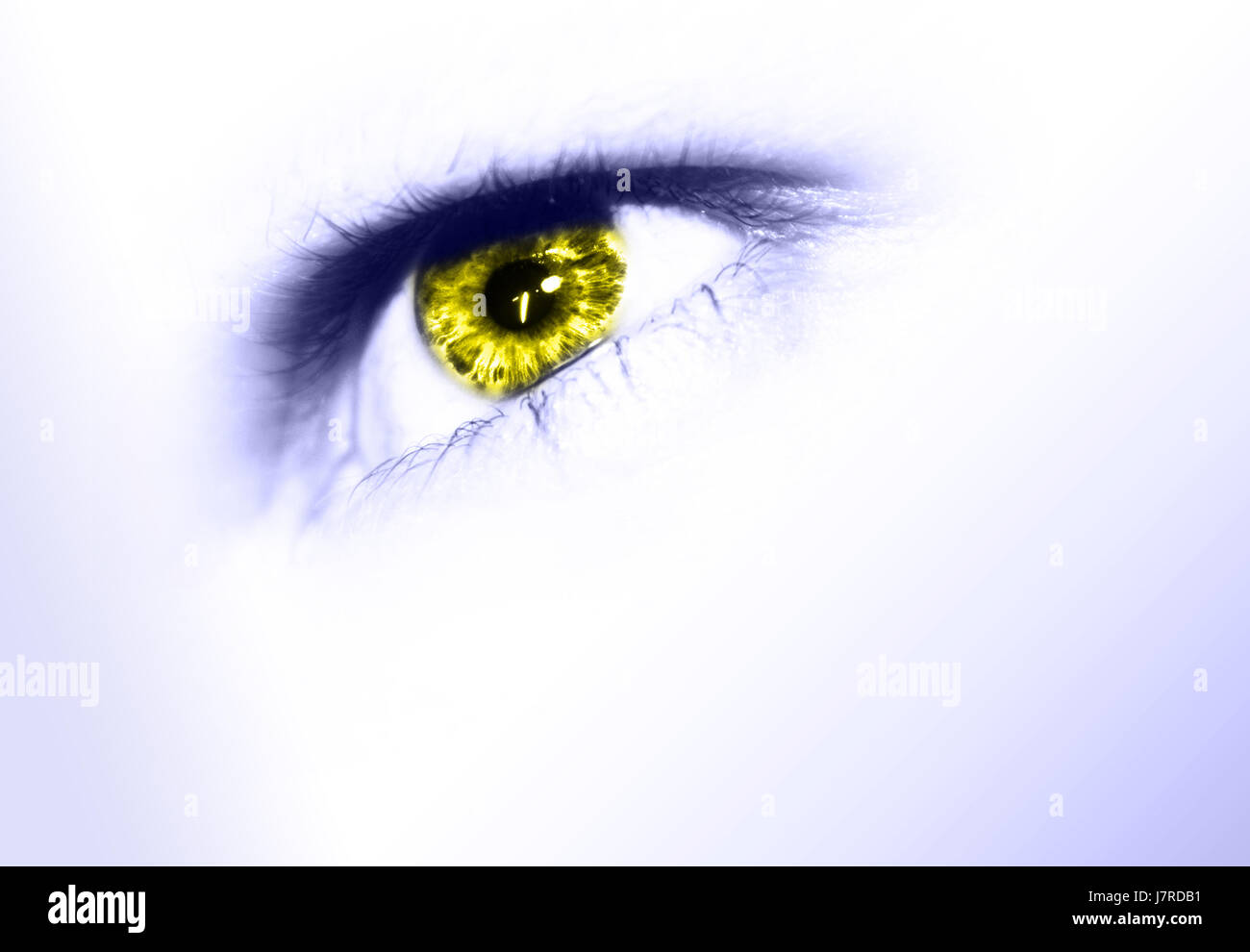 organ of sight Stock Photo - Alamy