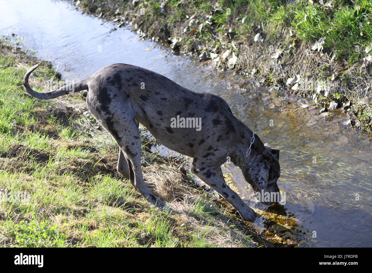 animal pet dog faithful spotted mastiff spot blot animal pet mammal ...