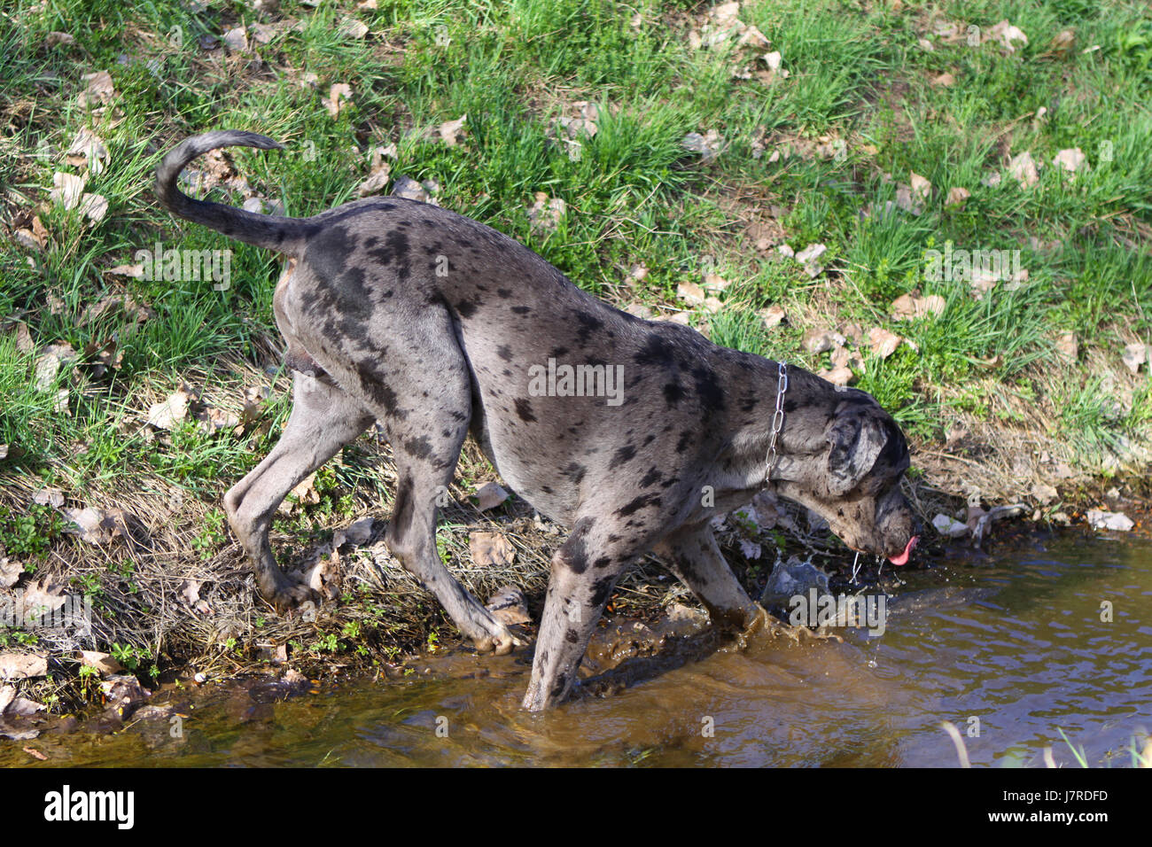 animal pet dog faithful spotted mastiff spot blot animal pet mammal ...