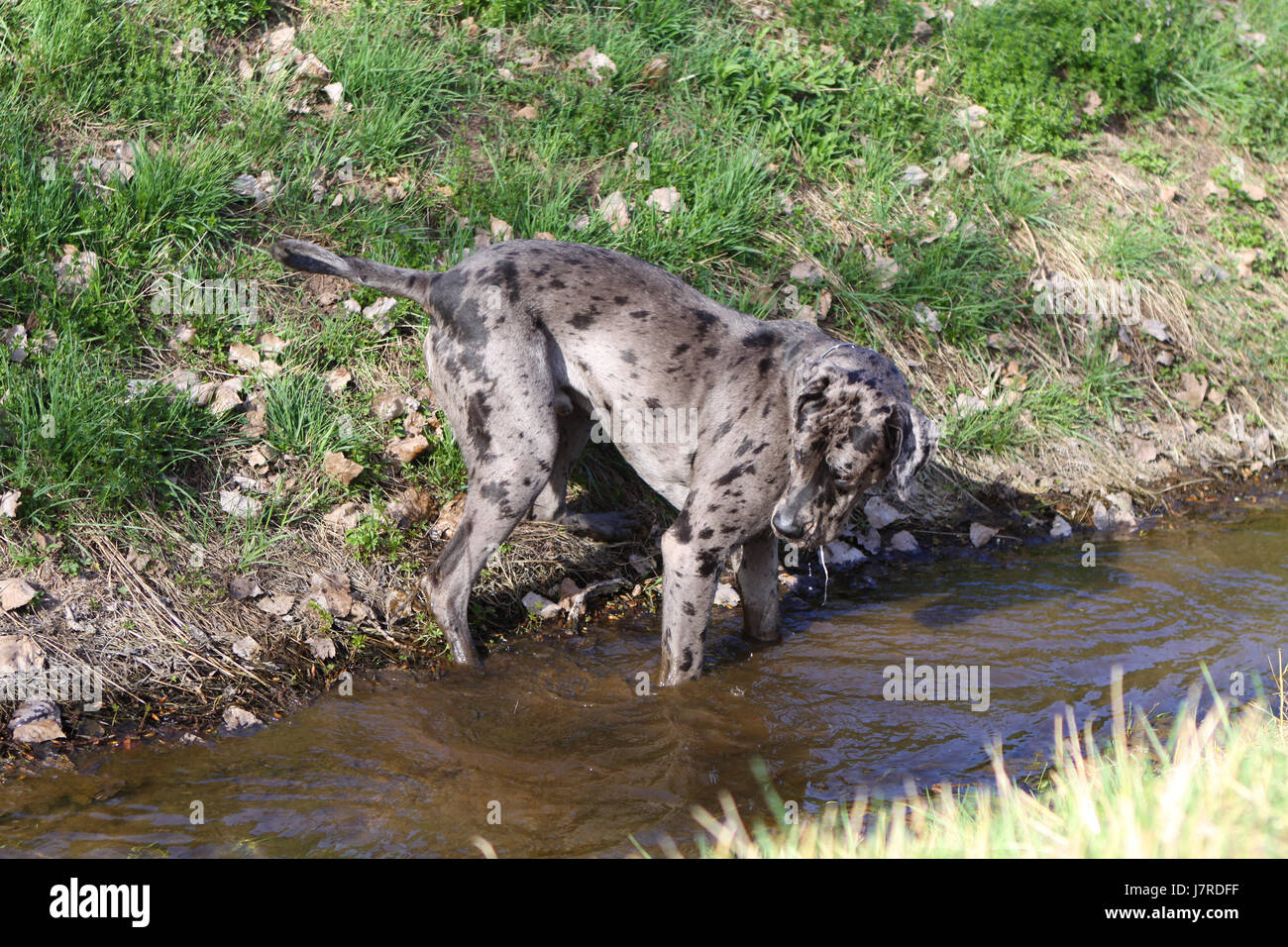animal pet dog faithful spotted mastiff spot blot animal pet mammal ...