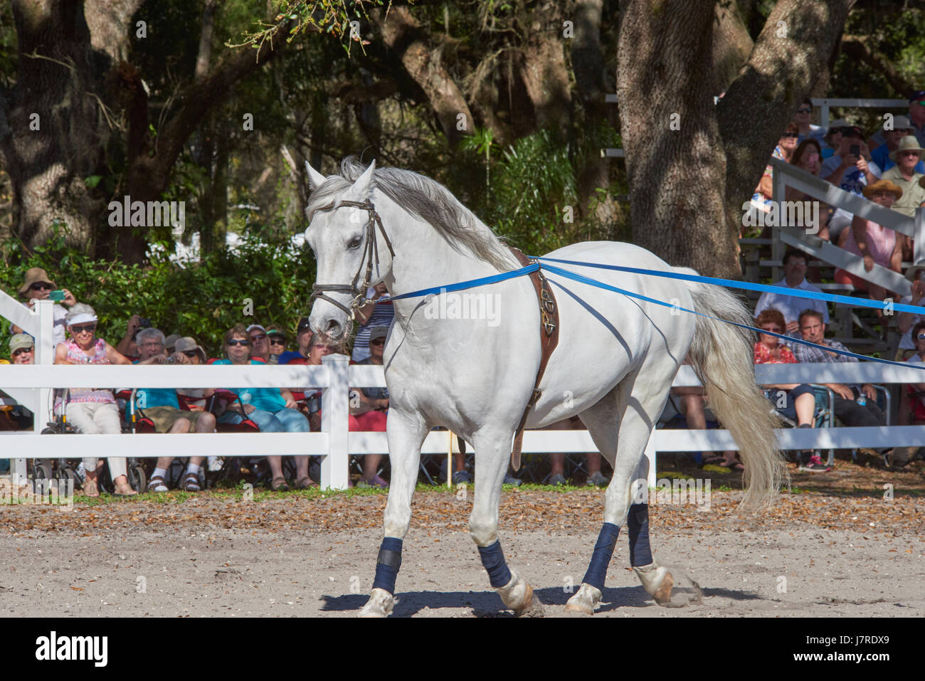 Lipizzan horses in training at Florida Farm Stock Photo - Alamy