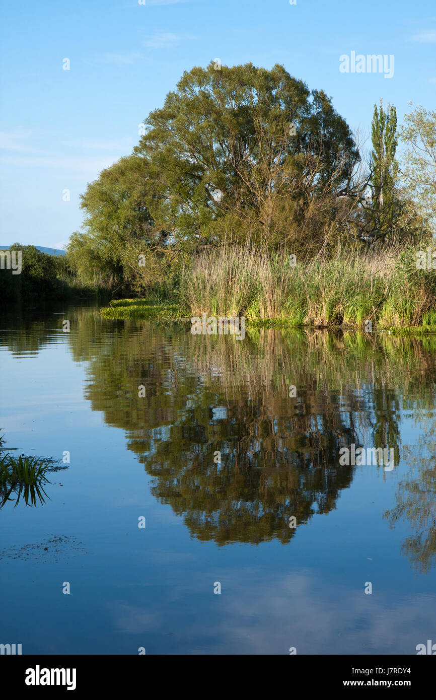 blue beautiful beauteously nice leaf environment enviroment tree park ...