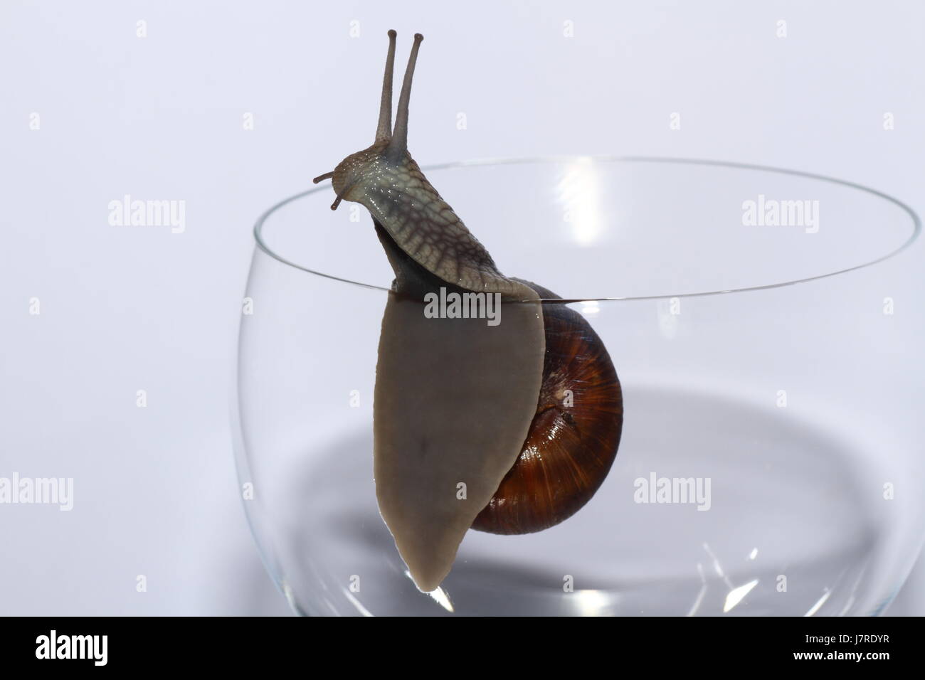animal mollusc snail edible snail crawler spinelessly glassy nature ...