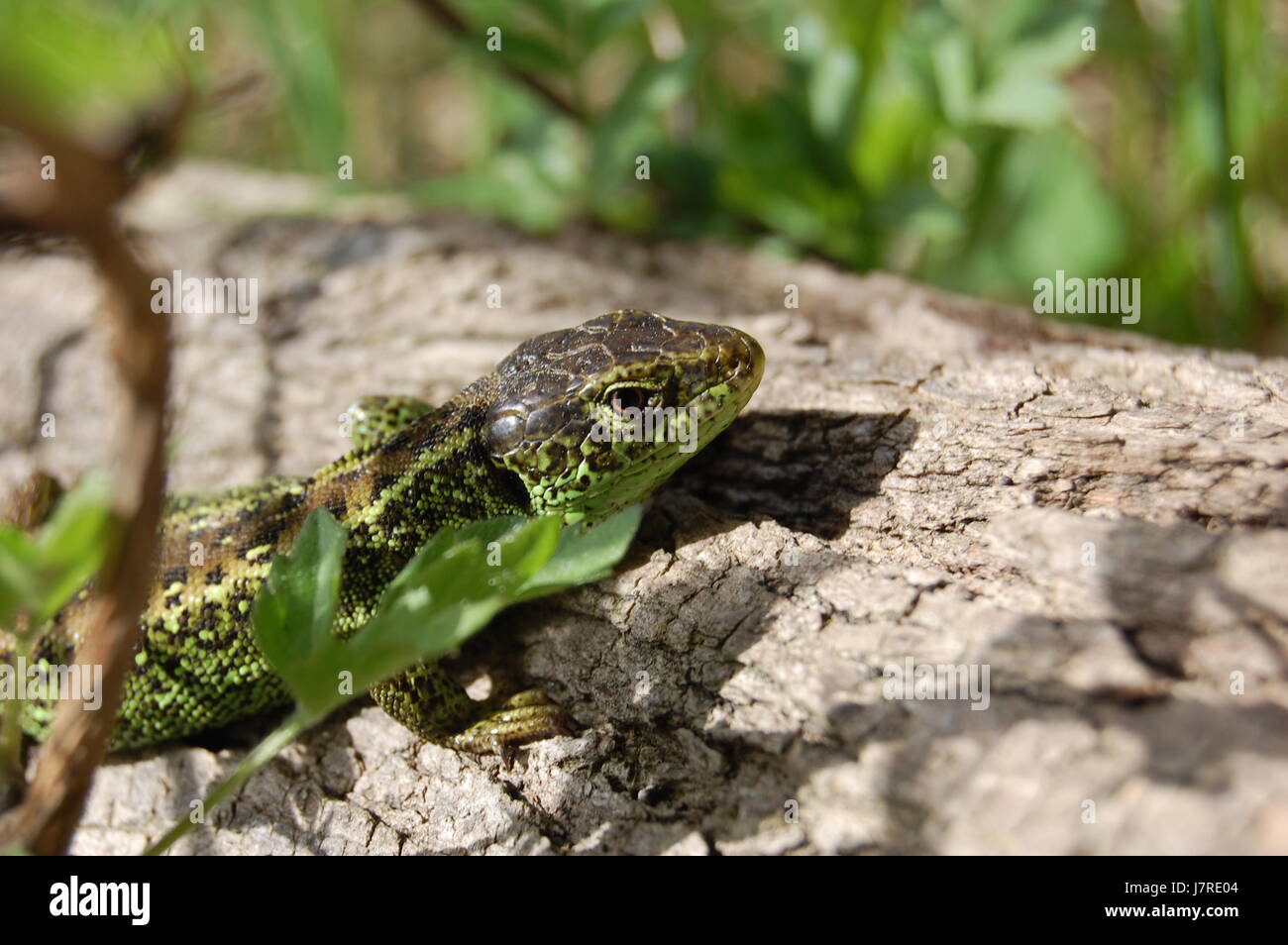 Rckenmuster hi-res stock photography and images - Alamy