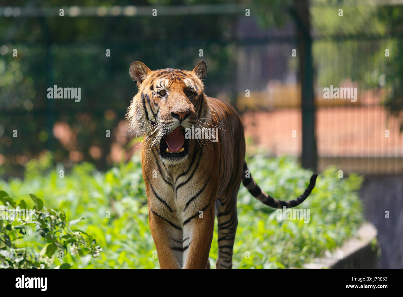 Royal bengal tiger bangladesh hi-res stock photography and images - Alamy