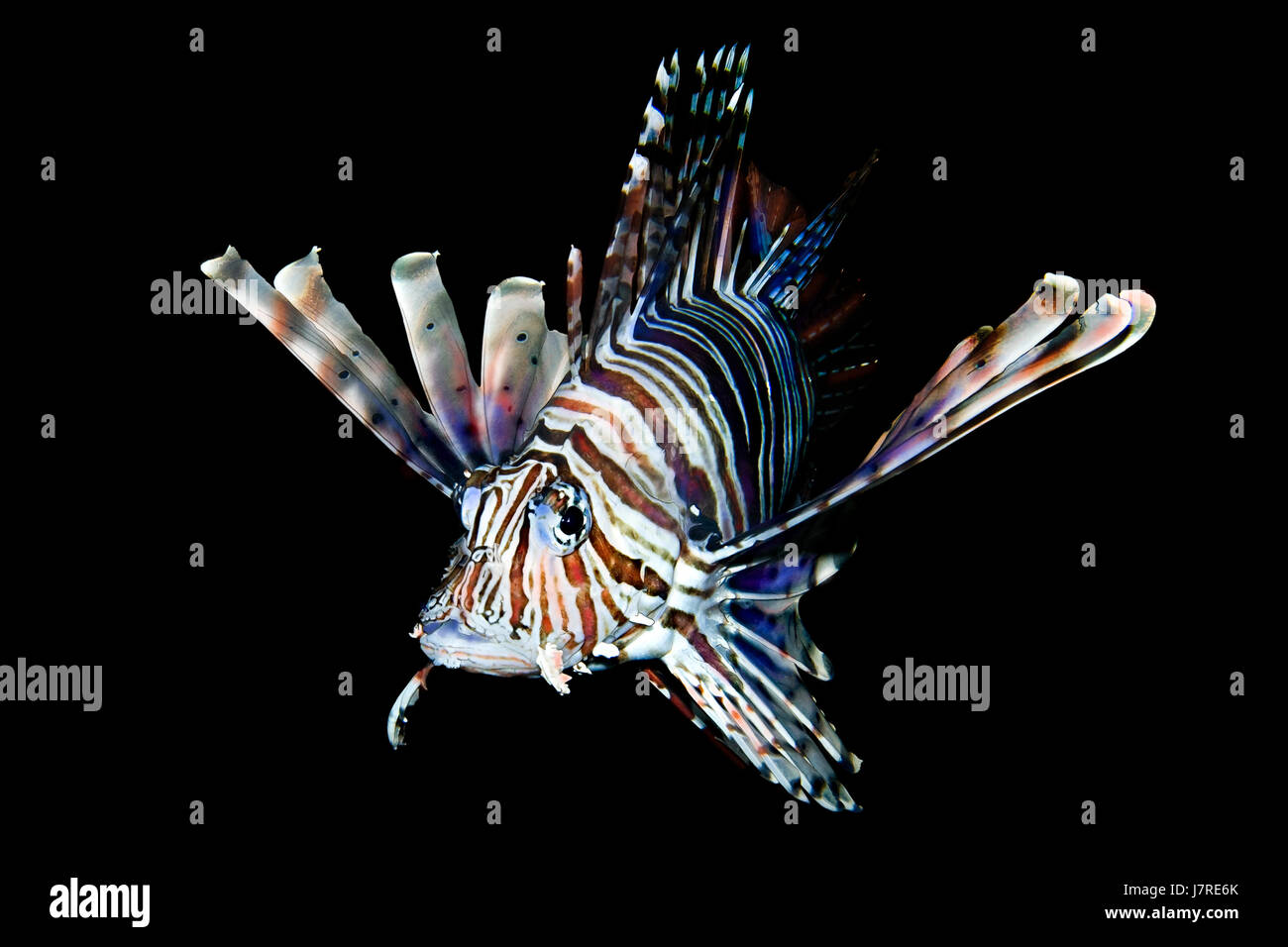 fish dapper accosting pretty prettily prettier ravishing attractive ...