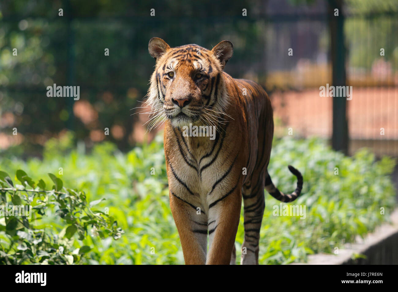 A royal Bengal Tiger ta Dhaka Zoo. Dhaka, Bangladesh Stock Photo - Alamy