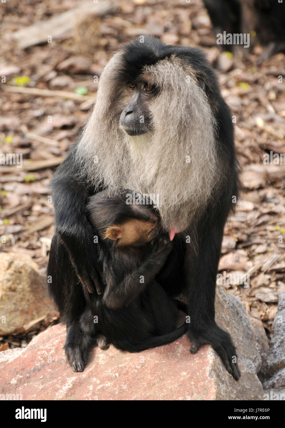 monkey offspring mane monkey zoo offspring protect protection suck mane ...