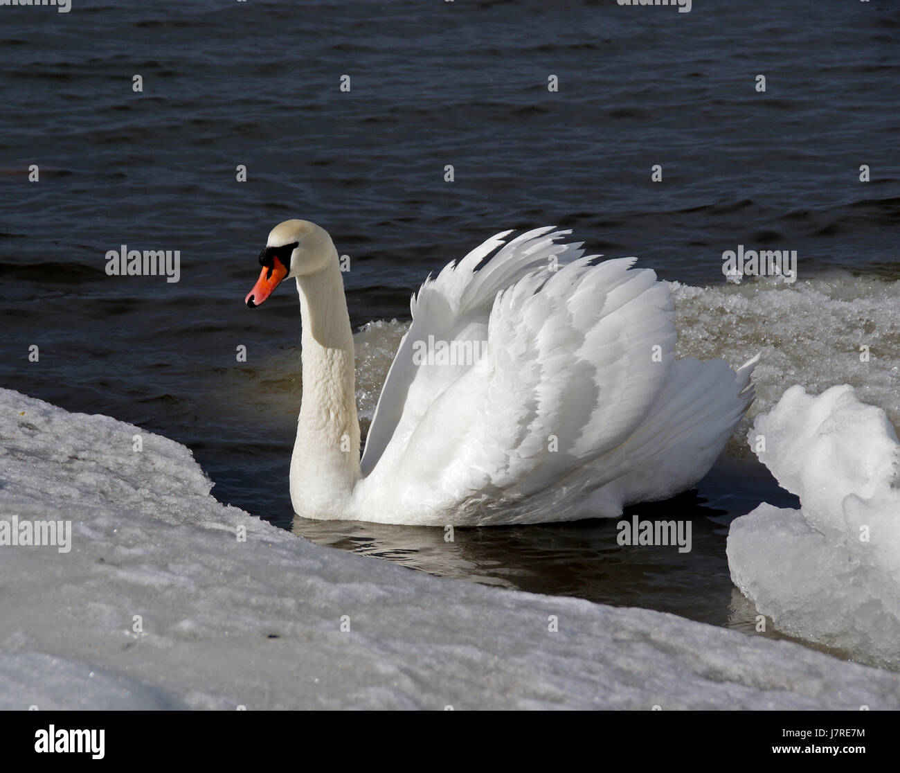 animal bird swan wing wildlife white nature beautiful beauteously nice ...