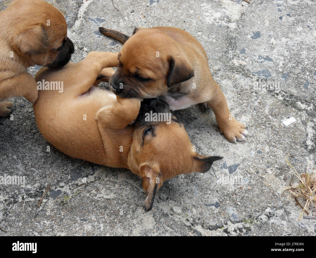 animal dog dogs sleep sleeping puppy tired bet fodder game tournament ...