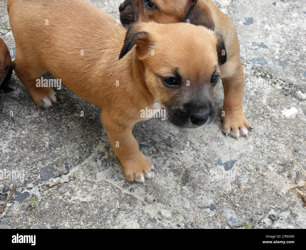 animal dog dogs sleep sleeping puppy tired bet fodder game tournament ...