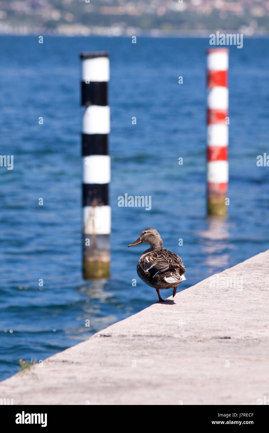 blue shine shines bright lucent light serene luminous holiday vacation ...