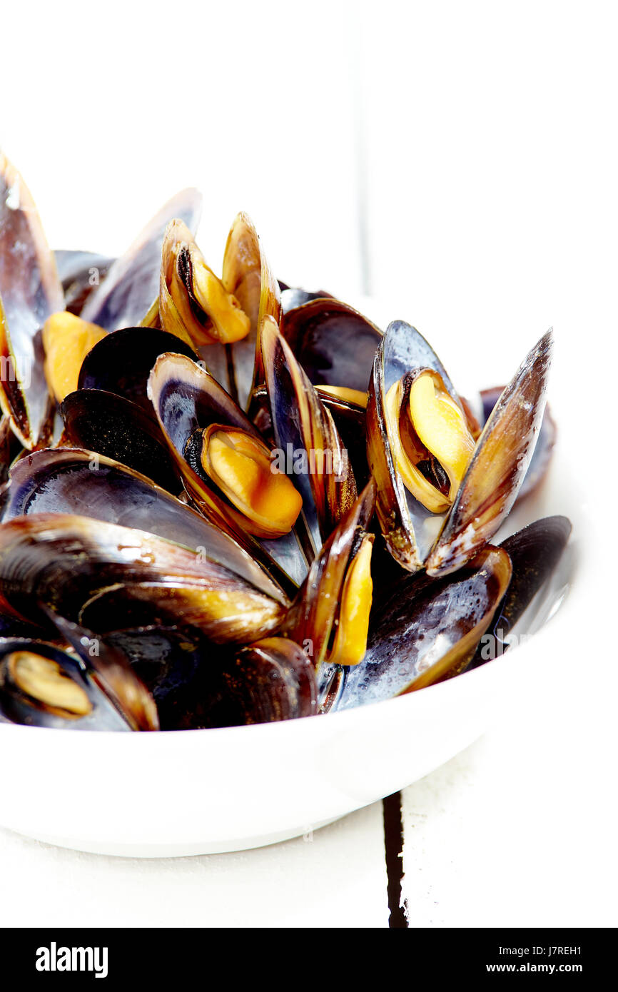 food aliment shellfish salty mussel squandering waste salt water sea ...