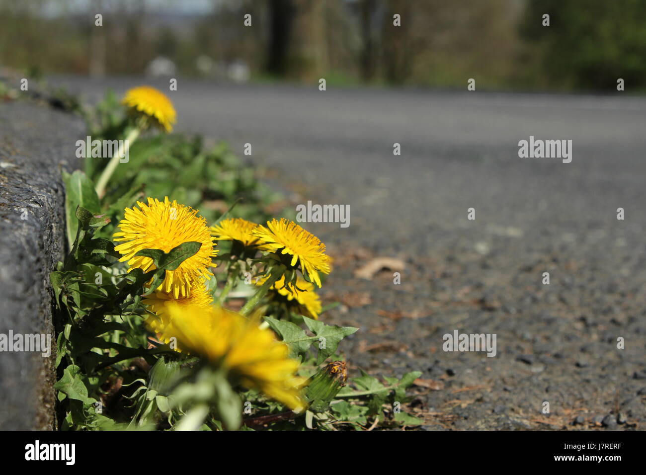 spring dandelion weed tar blasting street road shine shines bright ...