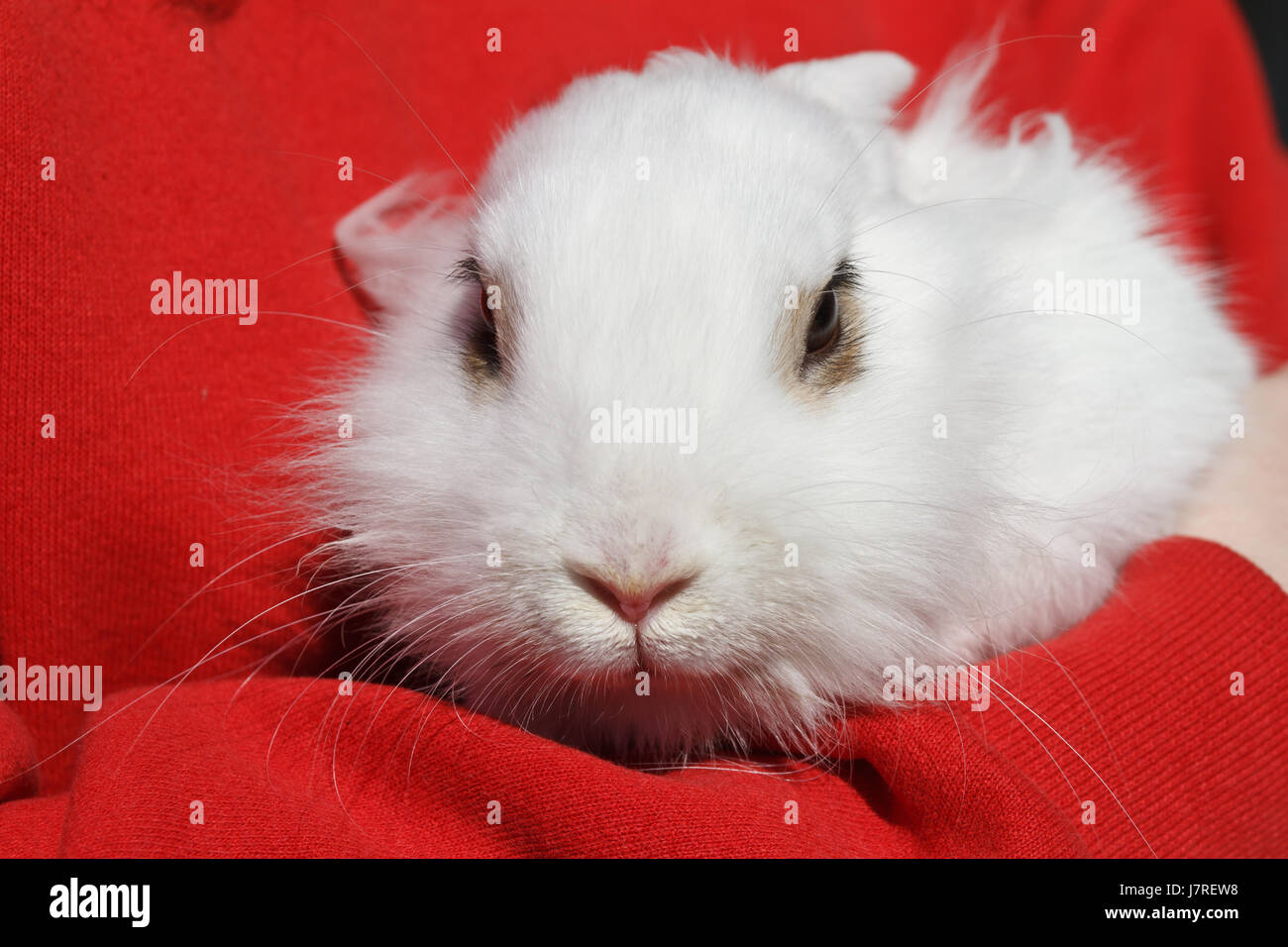 pets rodent small tiny little short rabbit puppy arms white friendship ...