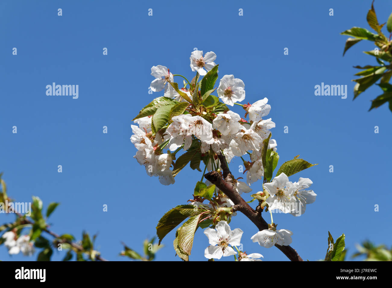 blue tree flower plant bloom blossom flourish flourishing spring branch ...