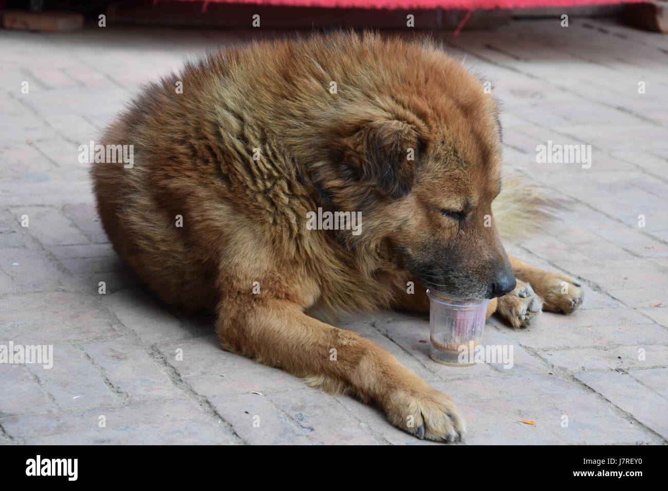 Dog drinking tea hi-res stock photography and images - Alamy