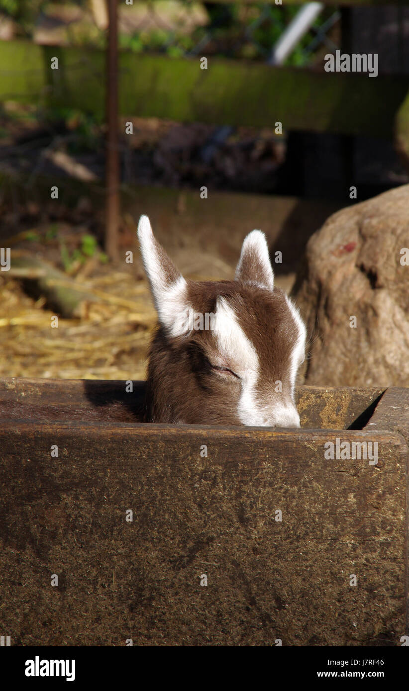 animal pet goat young animal kid nature animal pet curious nosey nosy ...