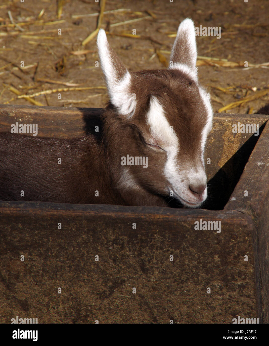naughty goat kid Stock Photo - Alamy