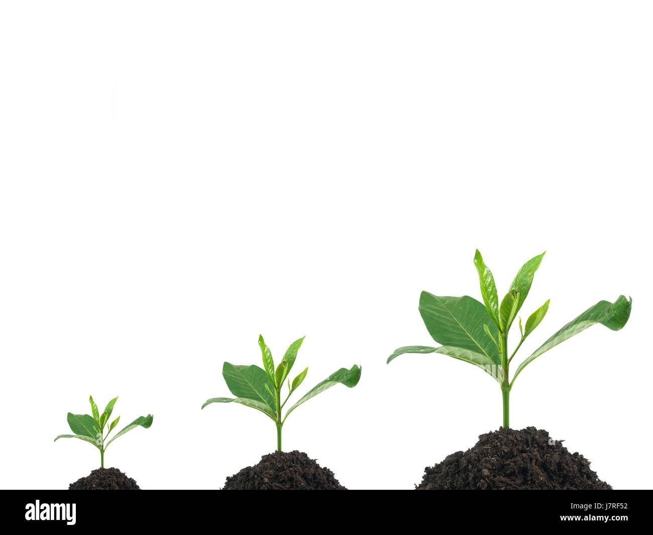 close environment enviroment isolated closeup tree ground soil earth ...