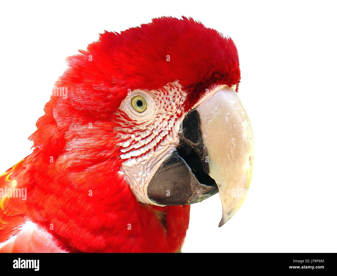isolated bird portrait brazil amazon parrot red blue laugh laughs ...
