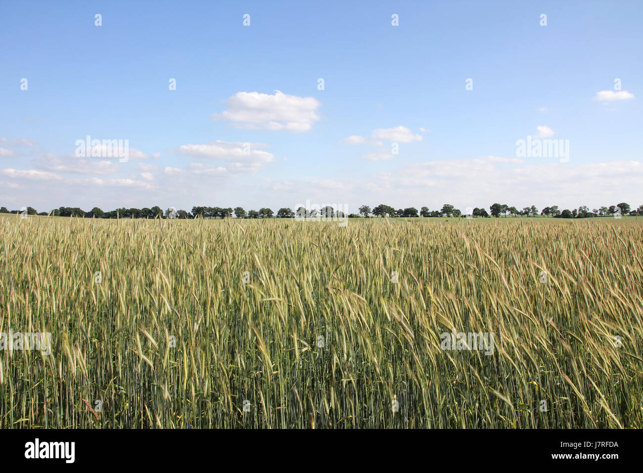 bucolic agriculture farming field acre eco nature grain cereal bucolic ...