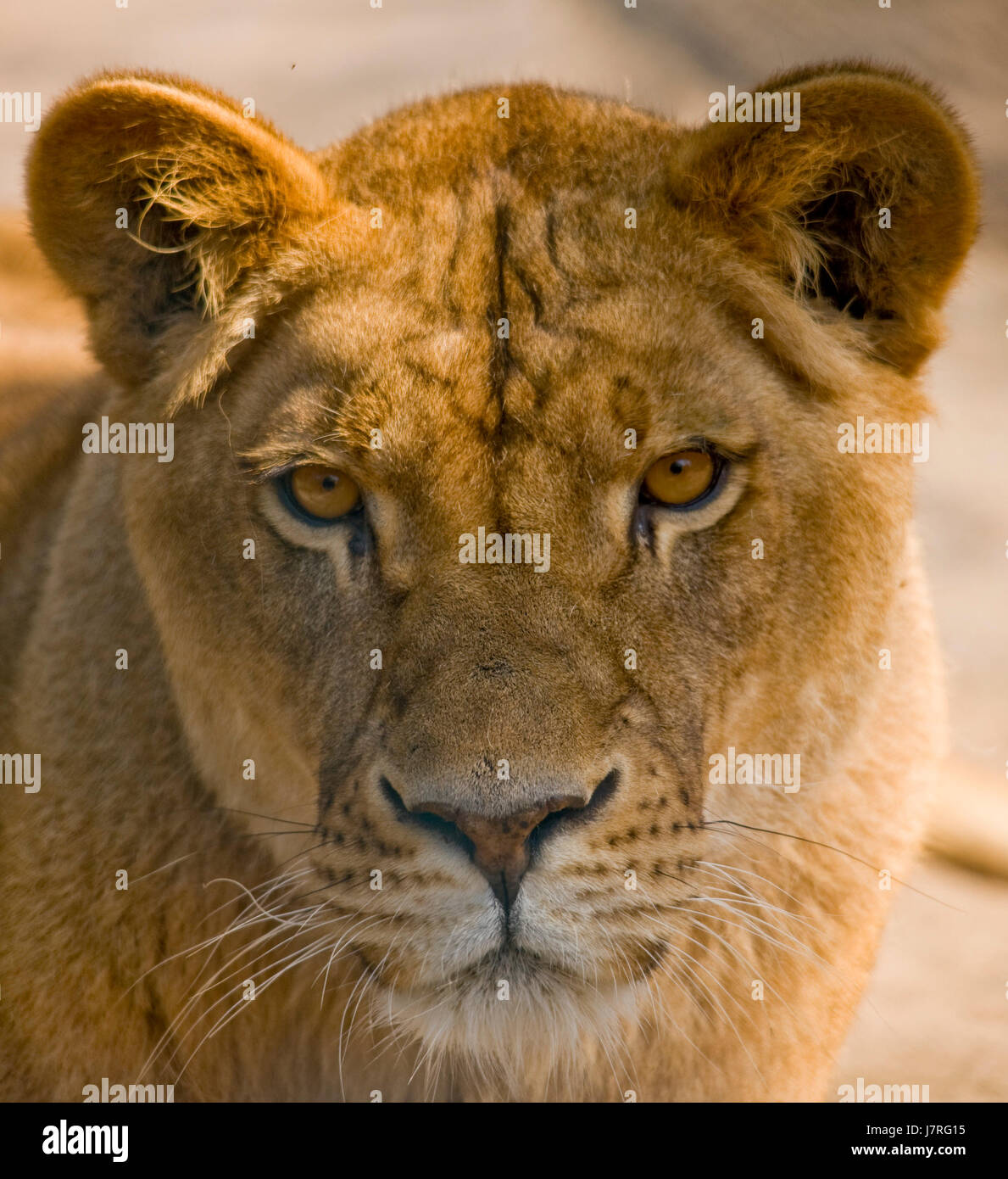 mammal africa lion cat big cat feline predator wildlife wild animal ...