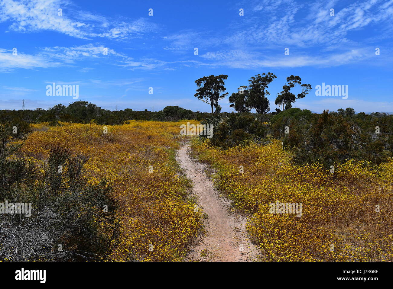 Tarweed "super bloom" at Del Mar Mesa vernal pool area, San Diego ...