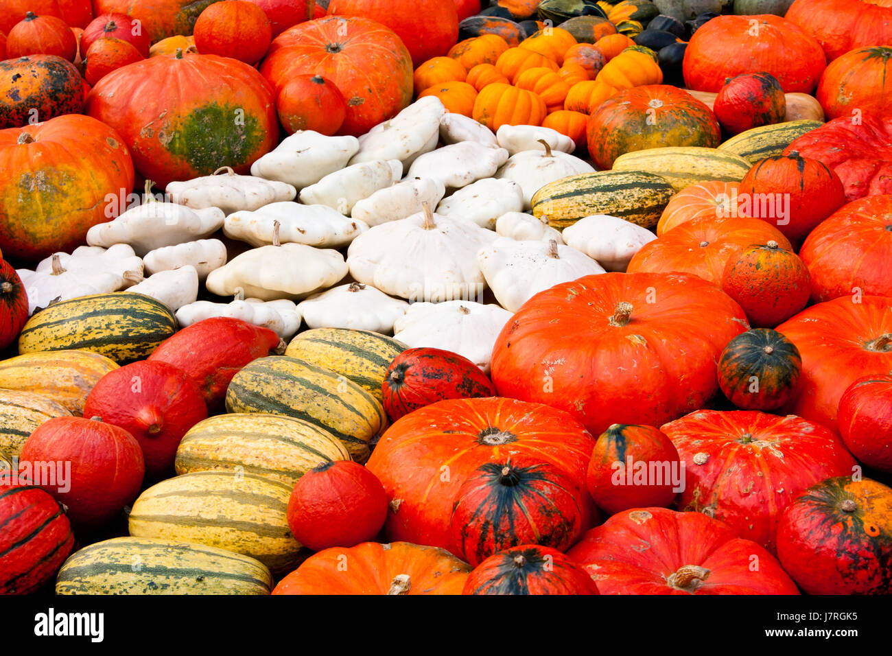 vegetable pumpkin vegetable cucurbits landscape format pumpkin boo ...