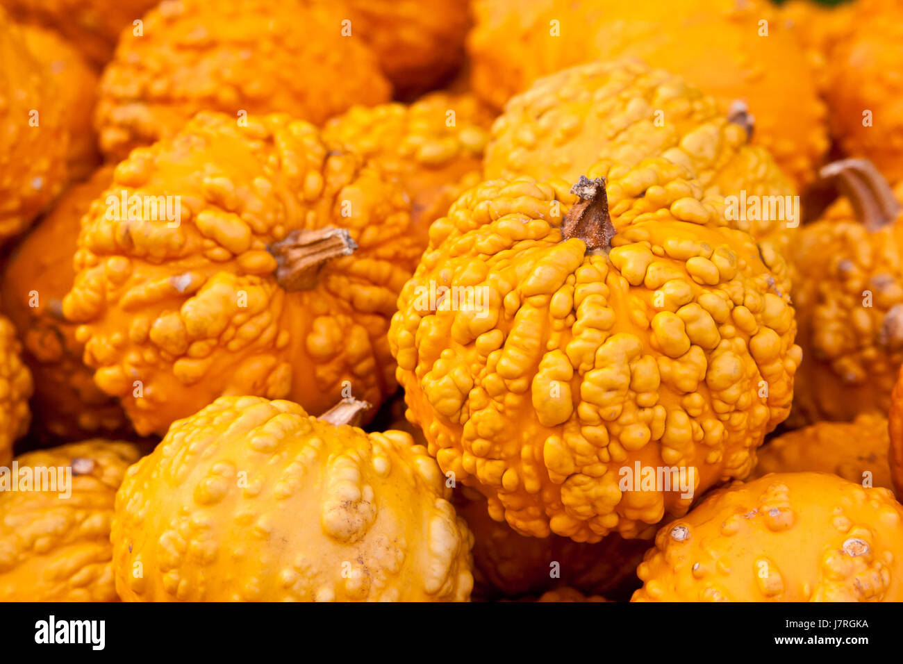 vegetable cucurbits pumpkin orange cucurbits landscape format pumpkin ...