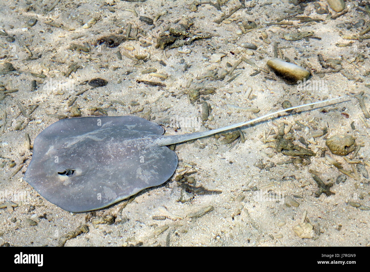 Skates fish hi-res stock photography and images - Alamy