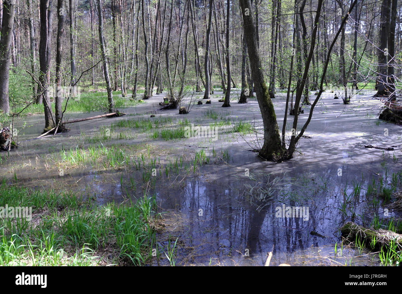 swamp mirroring spring shadow play forest water nature swamp mirroring ...