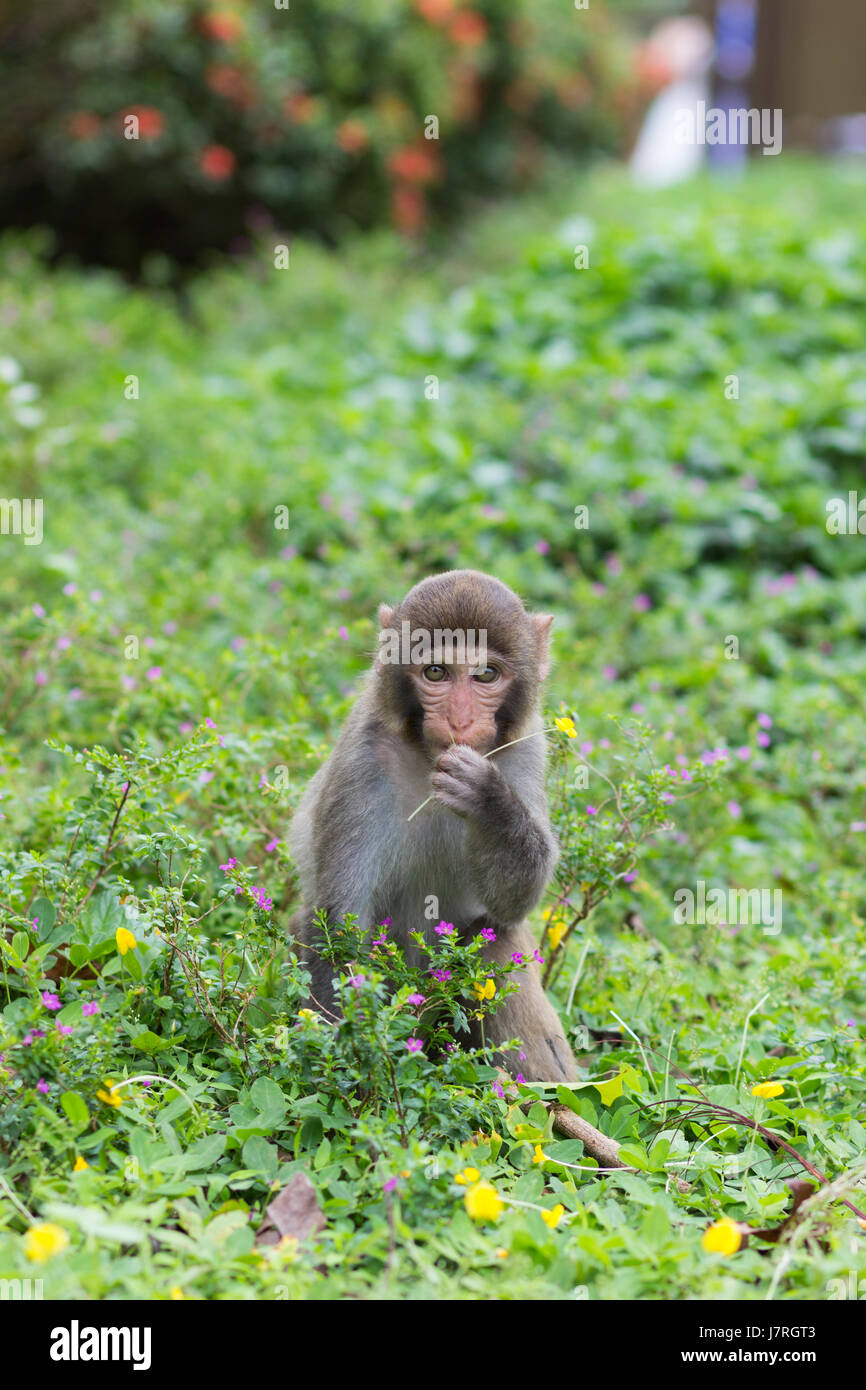 Monkey Face Flower High Resolution Stock Photography and Images - Alamy