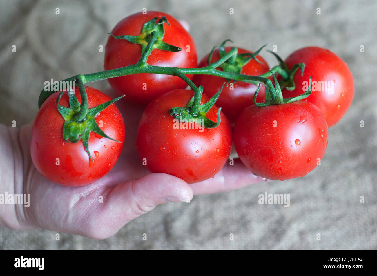 Bunch of fresh tomatoes with water drops in a hand Stock Photo - Alamy