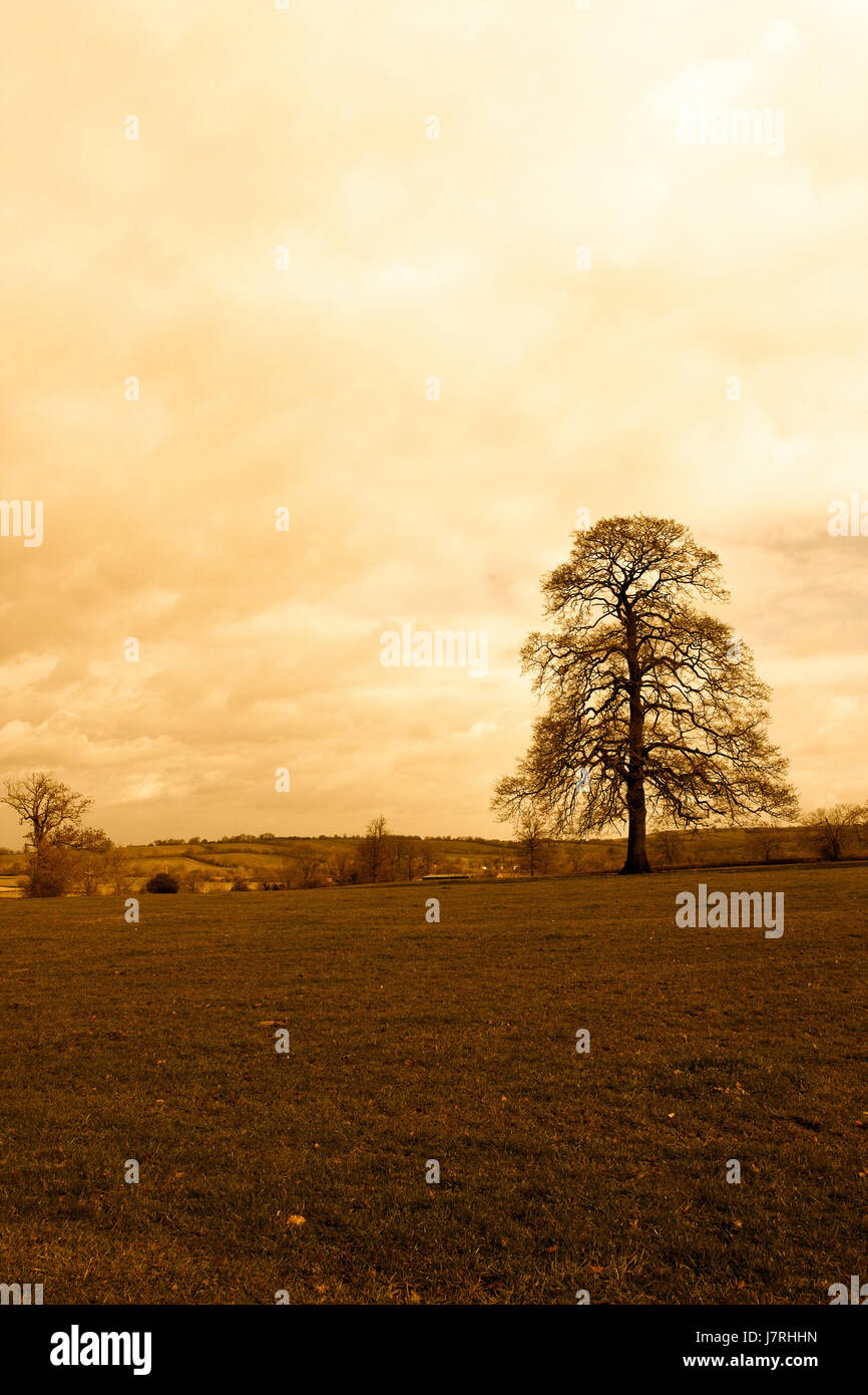 tree wood field firmament sky nobody clouds rural high tall scenery ...