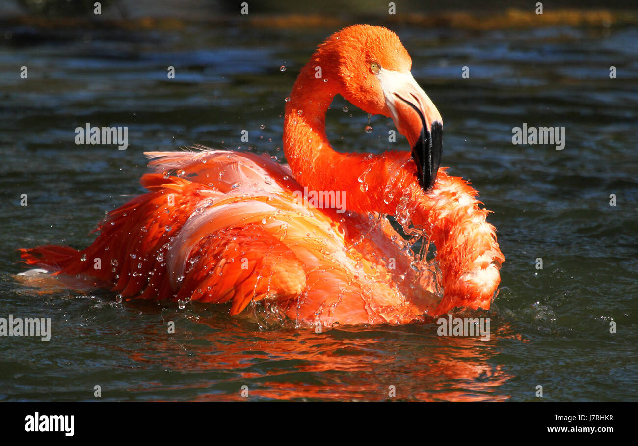 bird birds animal portrait trick fountains beak exotic beaks water ...